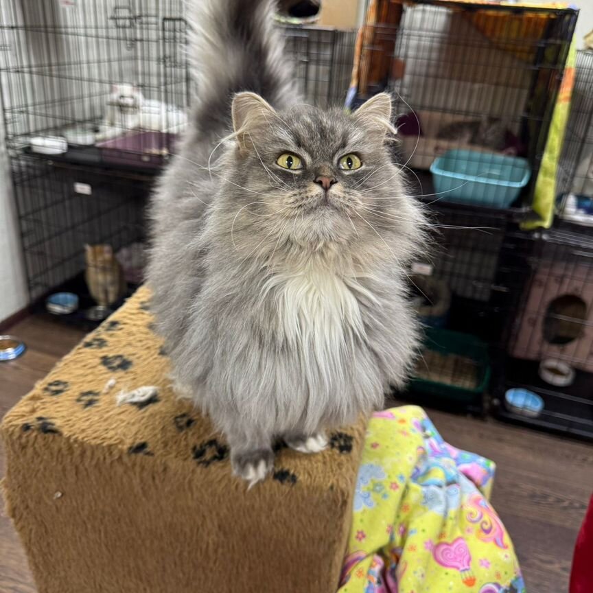 Взрослая, кошка в добрые руки