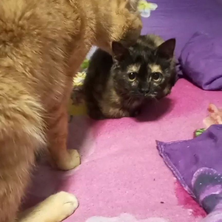 Котëнок девочка