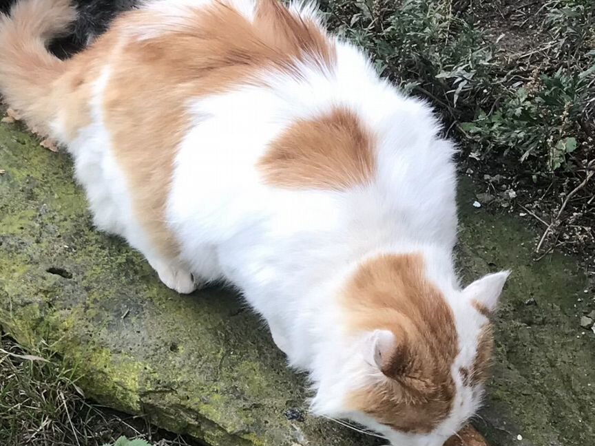 Кот
