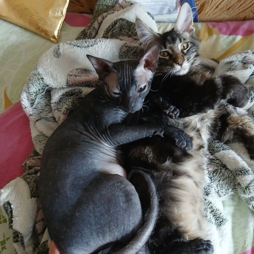 Котёнок мейн-куна