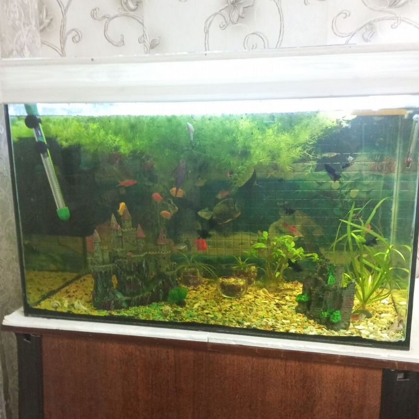 Аквариум с рыбками