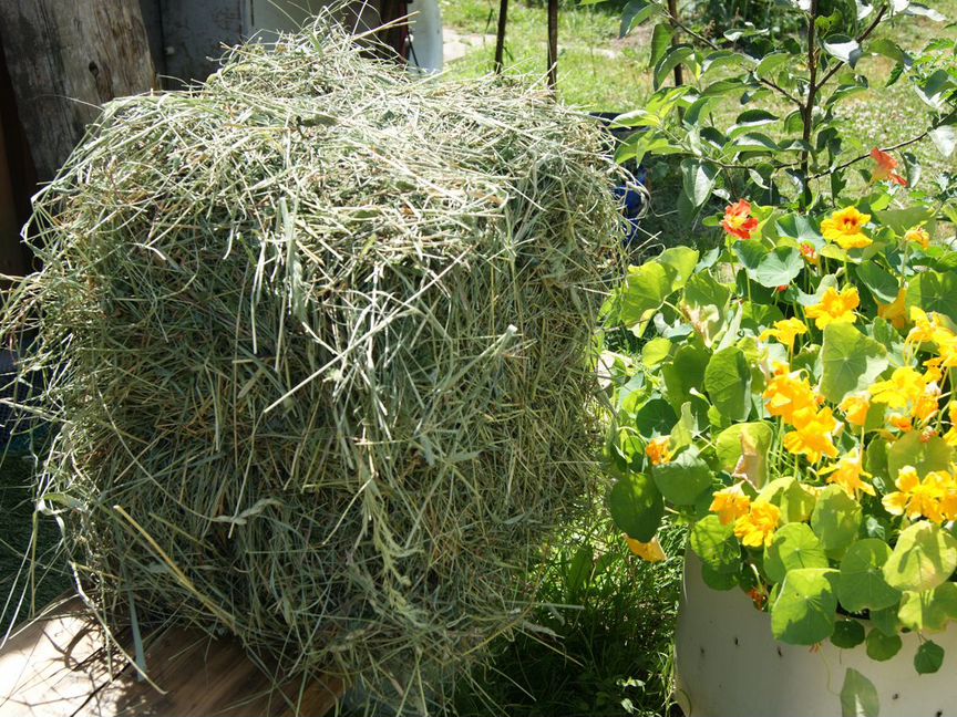 Сено луговое