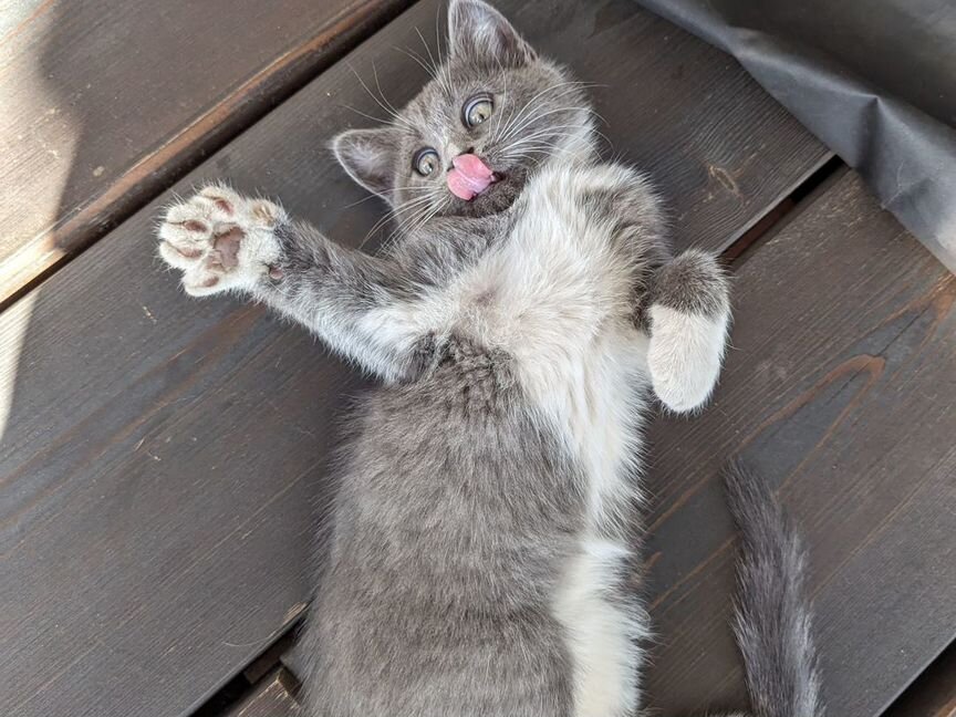 Котята ищут дом и друзей