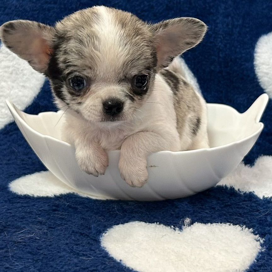 Чихуахуа, щенок