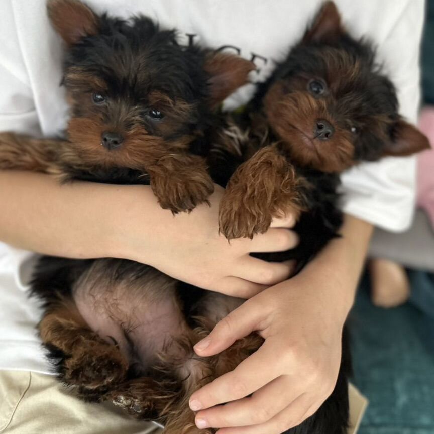 Йоркширский терьер, щенок