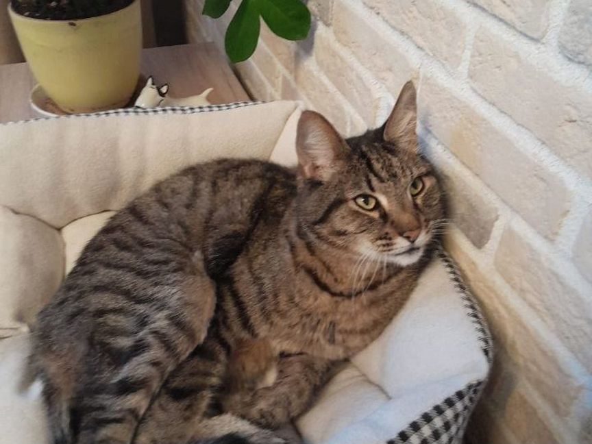 Отдам в добрые руки