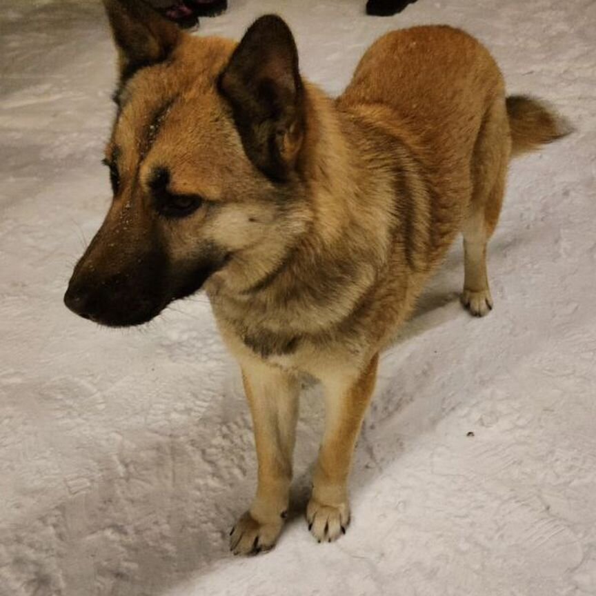 Немецкая овчарка, взрослая собака