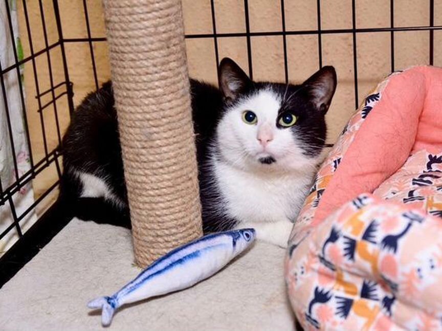 Оливер ищет дом