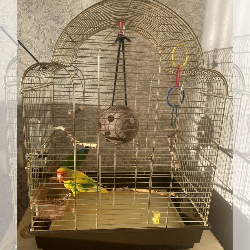 Попугай неразлучники