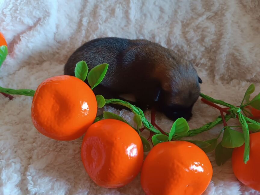 Бельгийская овчарка малинуа