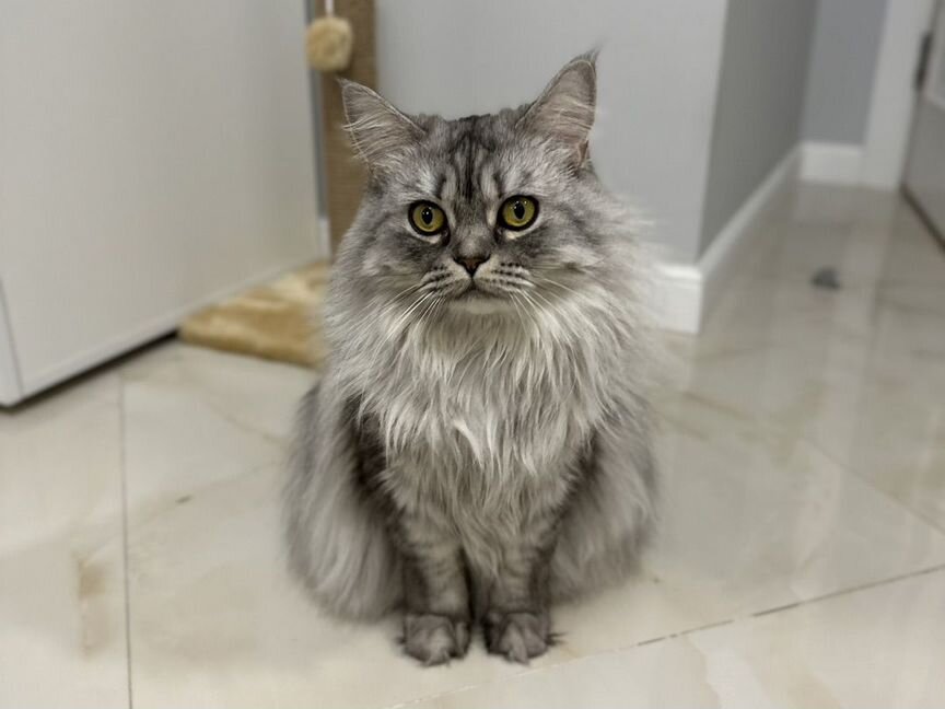 Кошка в добрые руки бесплатно