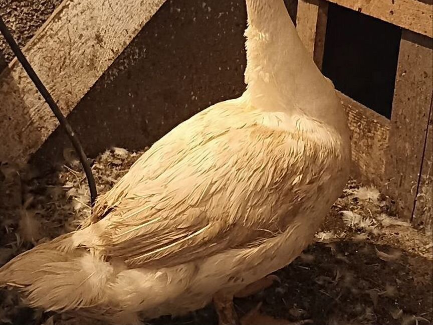 Индоутка мускусная утка