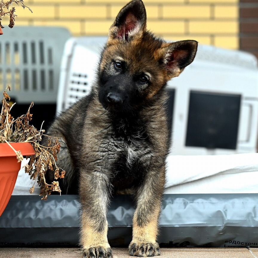 Немецкая овчарка, щенок