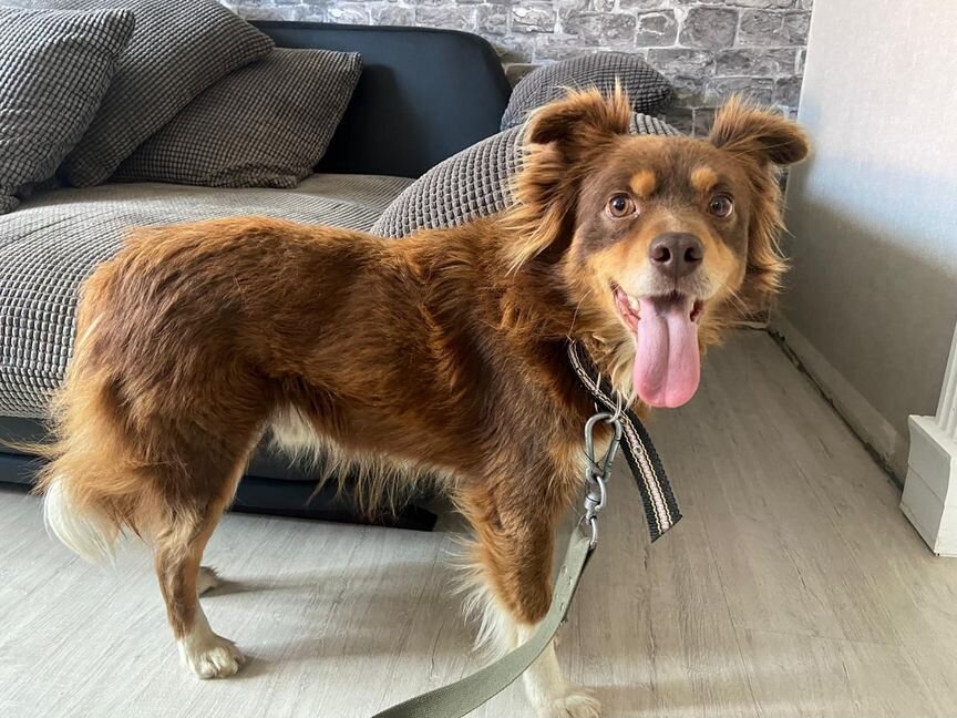 Отдам в добрые руки