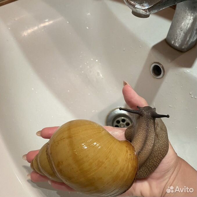 Улитка архахатина