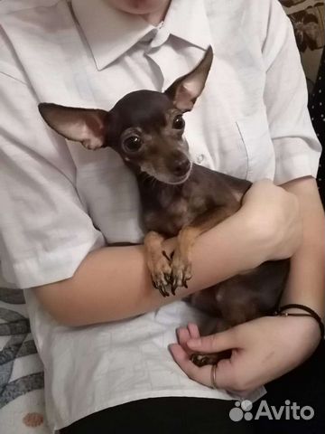 Домашние животные собаки