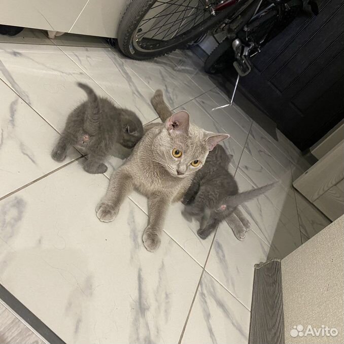 Вислоухие котята британцы
