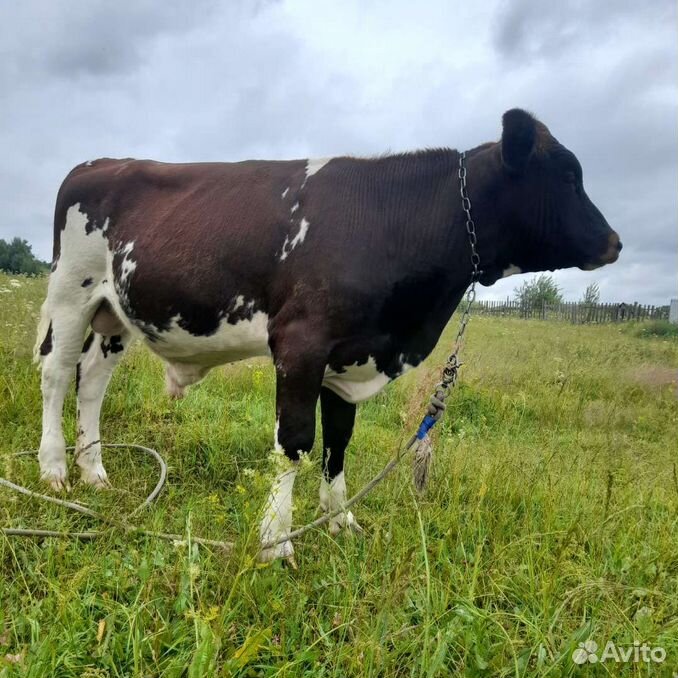 Бычки и быки 1 год