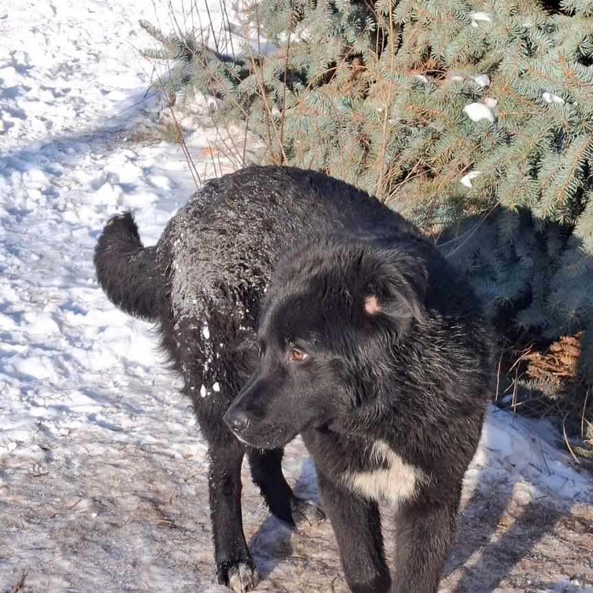 Щенок в добрые руки бесплатно
