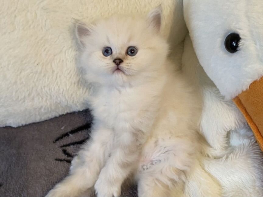 Шотландские котята шиншилла