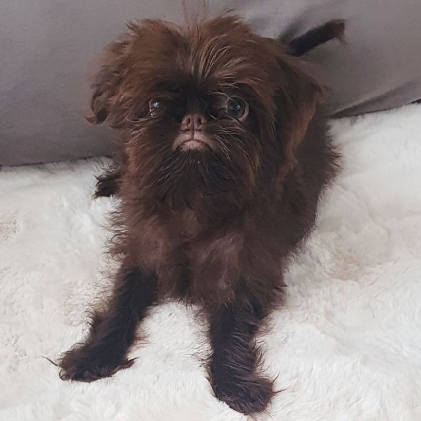 Брюссельский гриффон, щенок