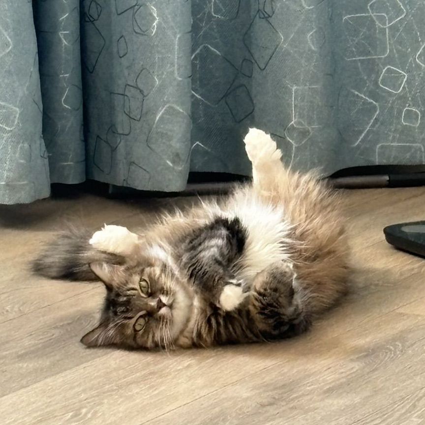 Отдам кошку в добрые руки