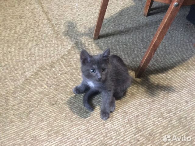 Красивая кошечка 2 мес