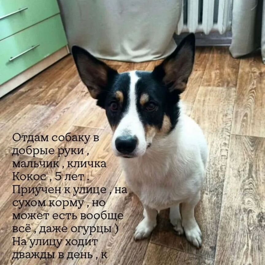 Пёс Кокос ищет дом (неделя на пристрой)