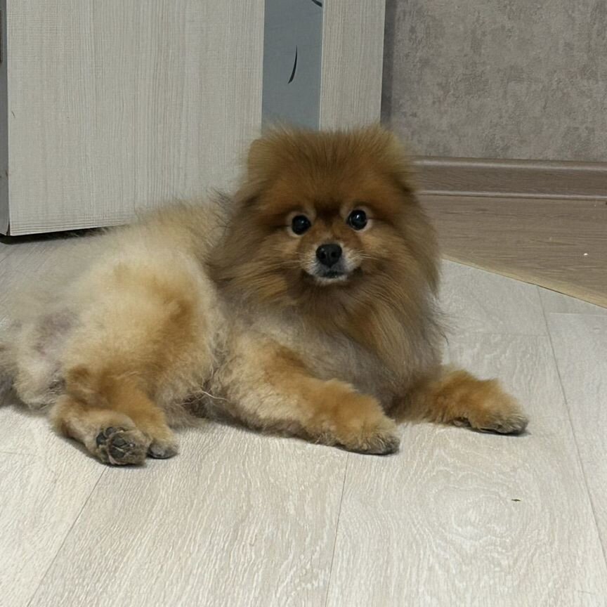 Малый немецкий шпиц. вязка. кобель