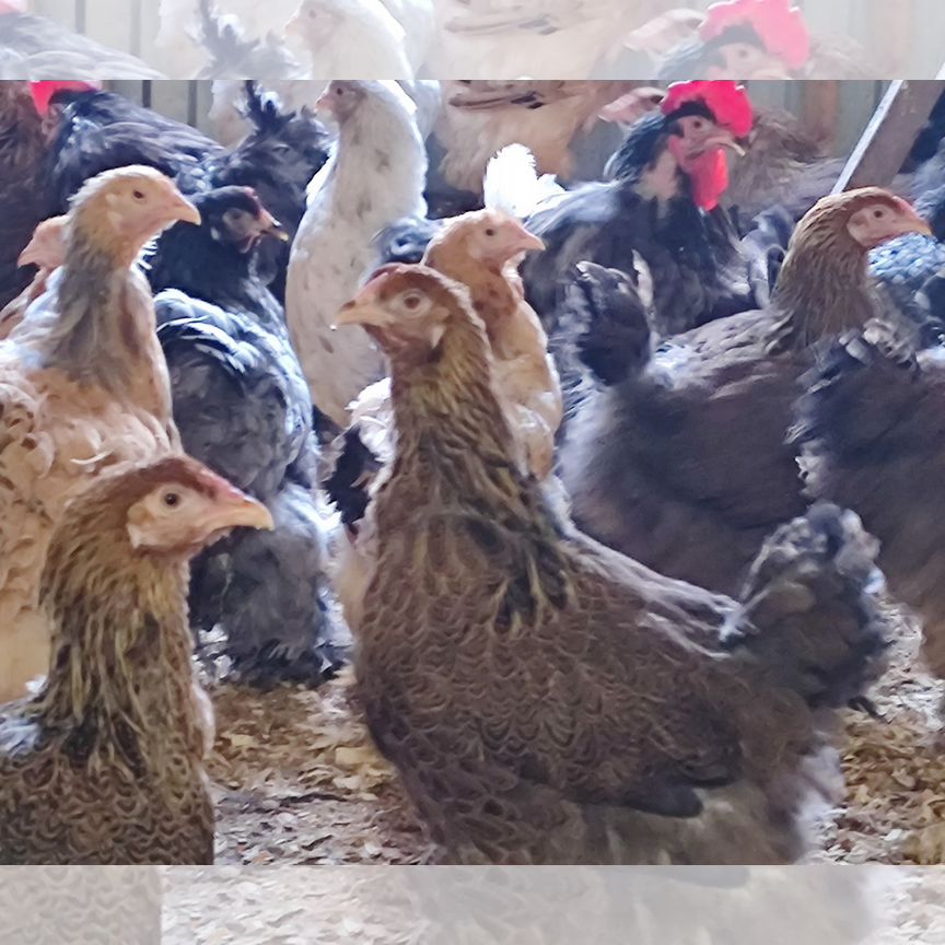 Куры Брама и Кохи, Петухи, Голуби,Индоутки