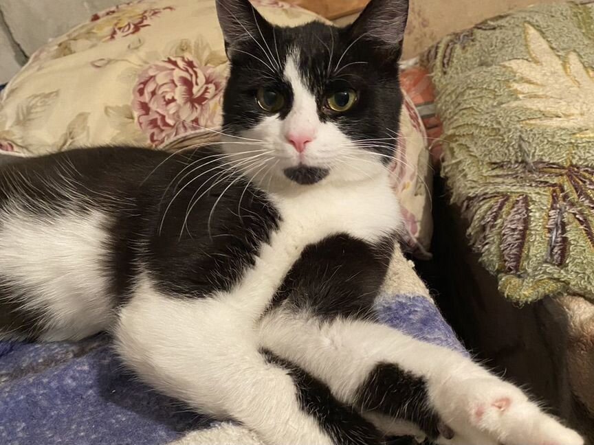 Кастрированный кот в ответственные руки (приют )