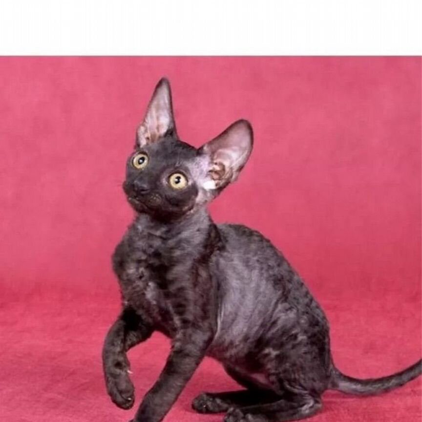 Сфинкс браш