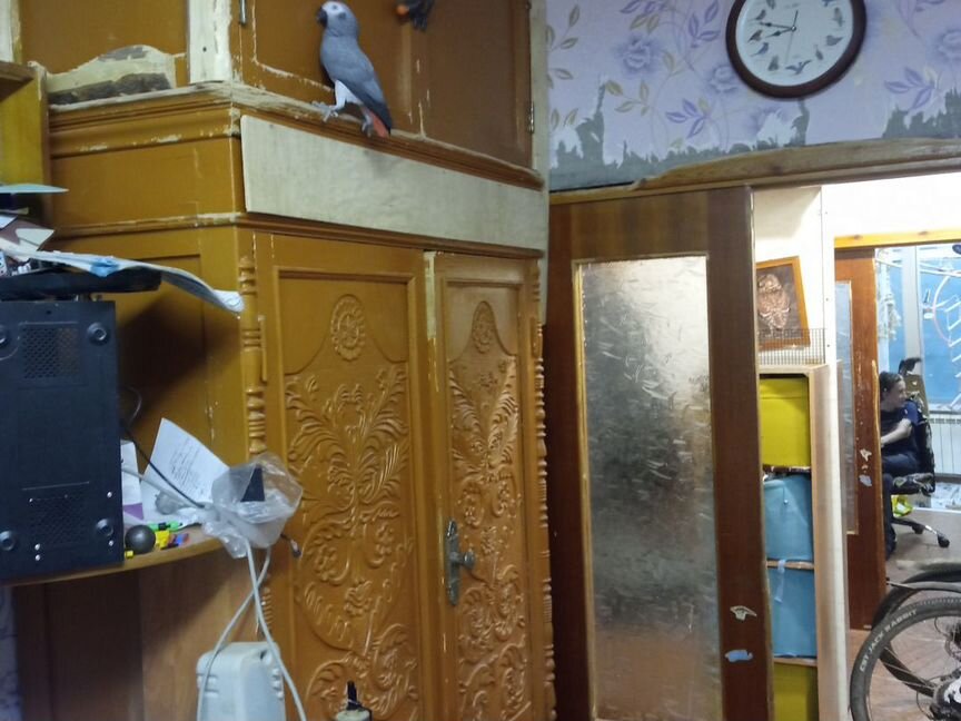 Продам выкормыша серого попугая