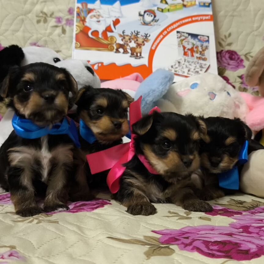 Йоркширский терьер щенки