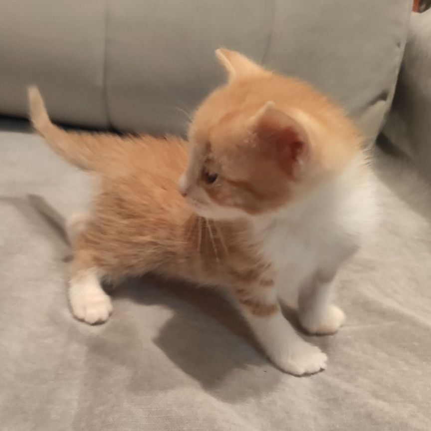 Котёнок в добрые руки