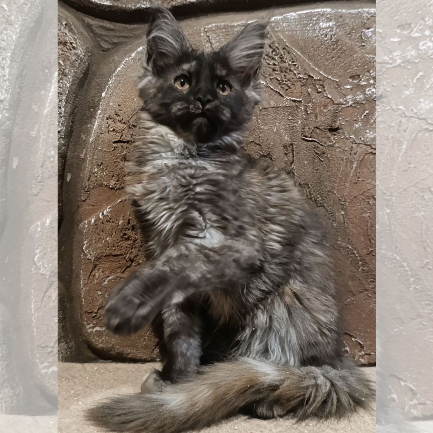 Мейн-кун котёнок