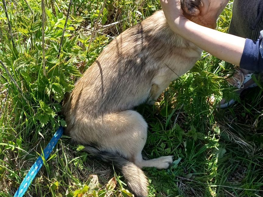 Самая лучшая ищет семью