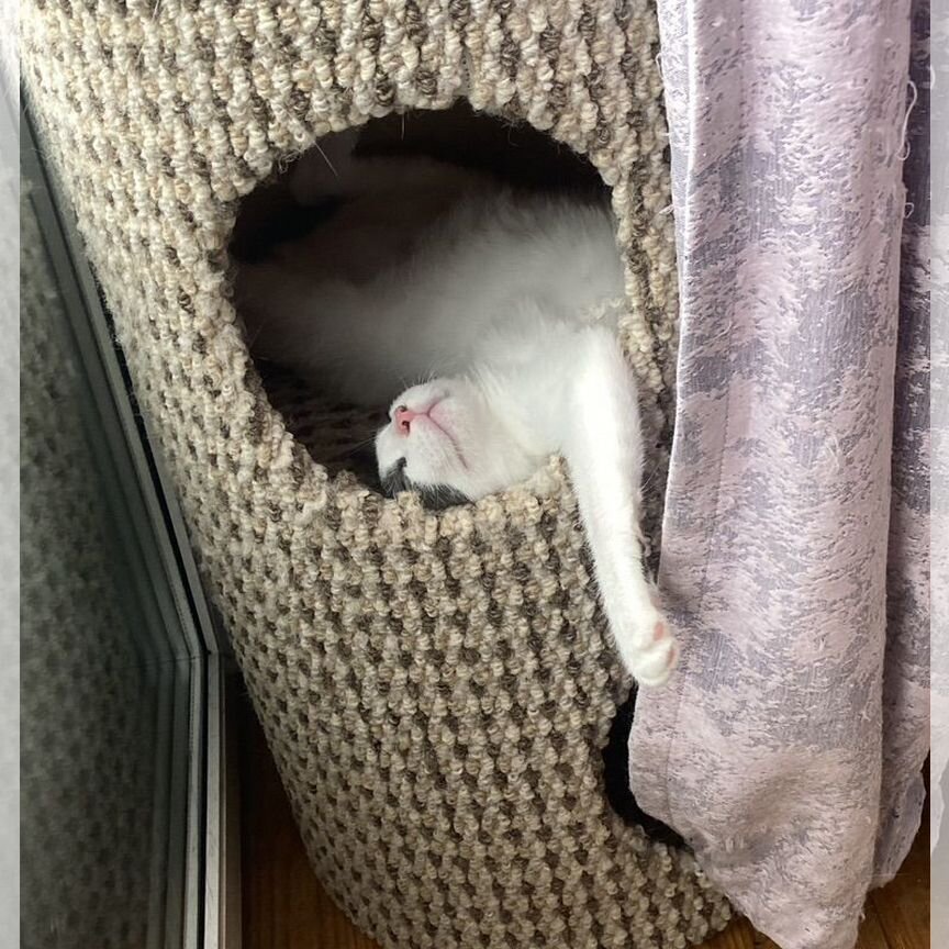 Американский бобтейл короткошёрстный котёнок