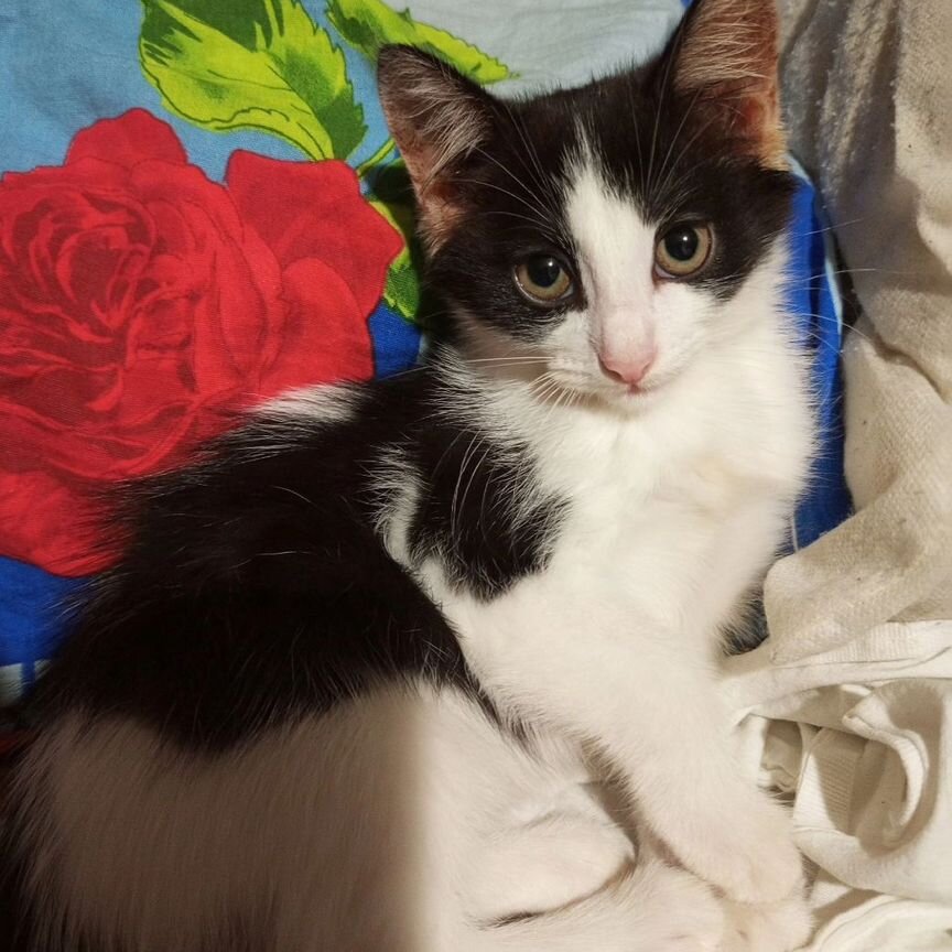 Котенок