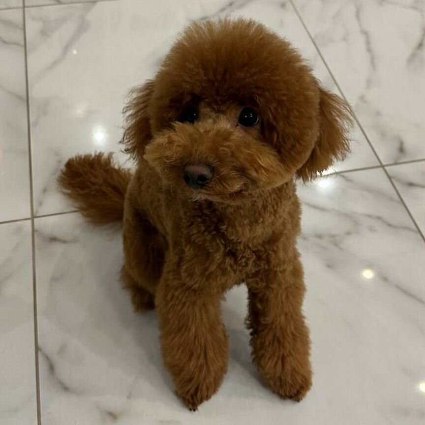 Той-пудель, щенок