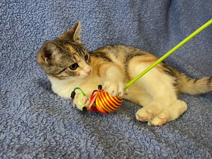 Самый добродушный которебенок