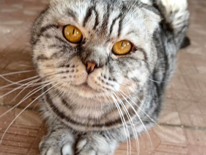 Шотландский котик Григорян