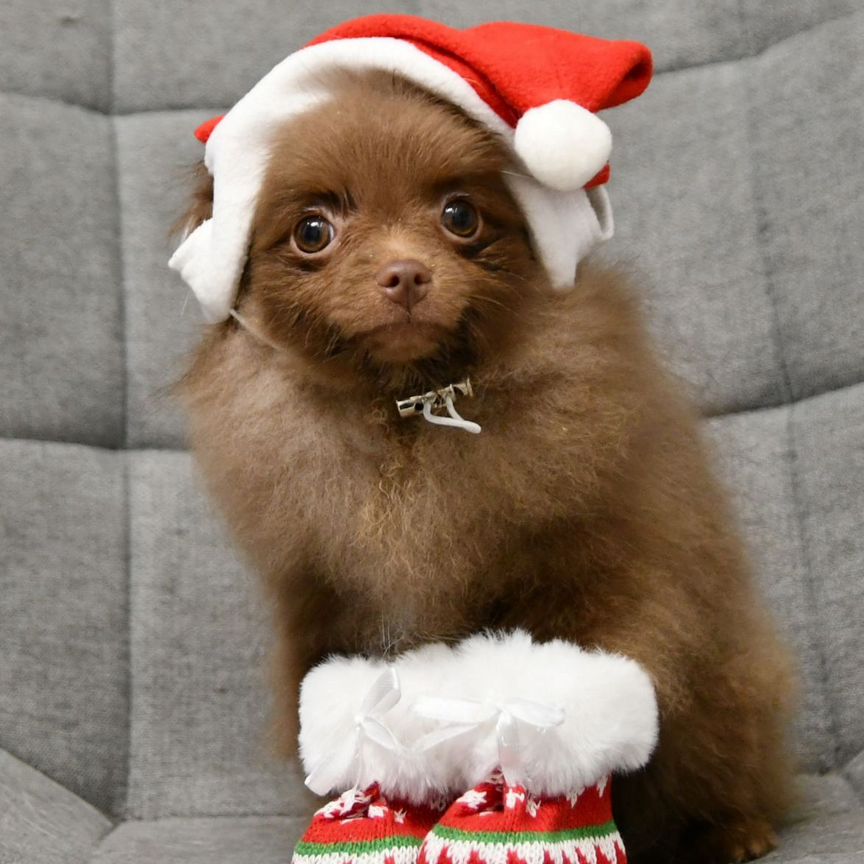 Шпицули разноцветные