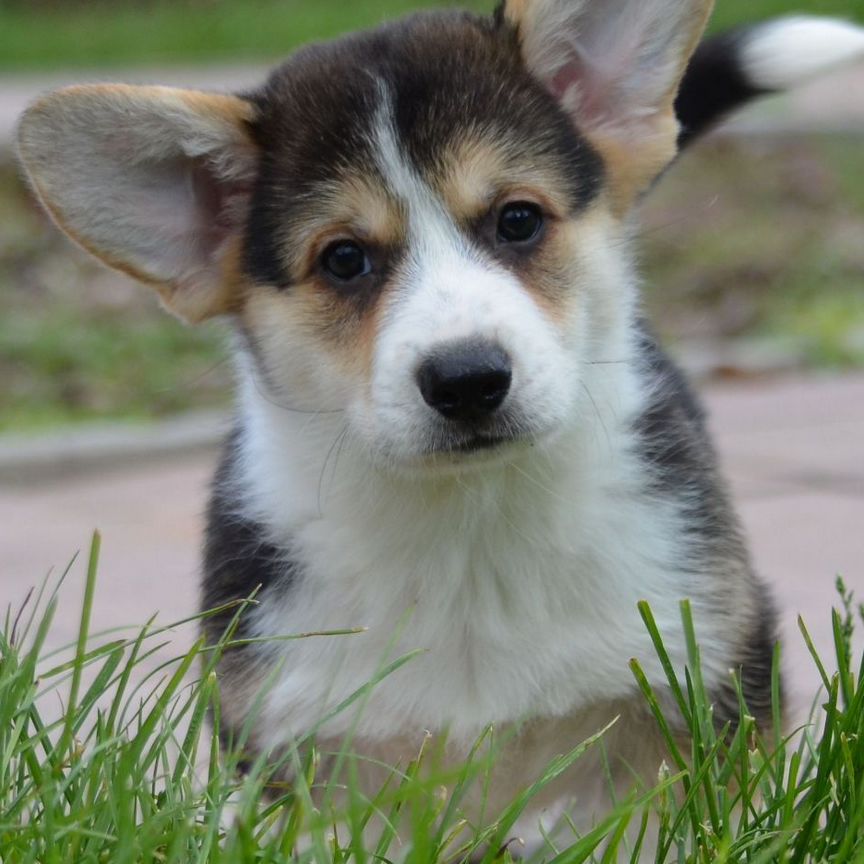 Щенки корги