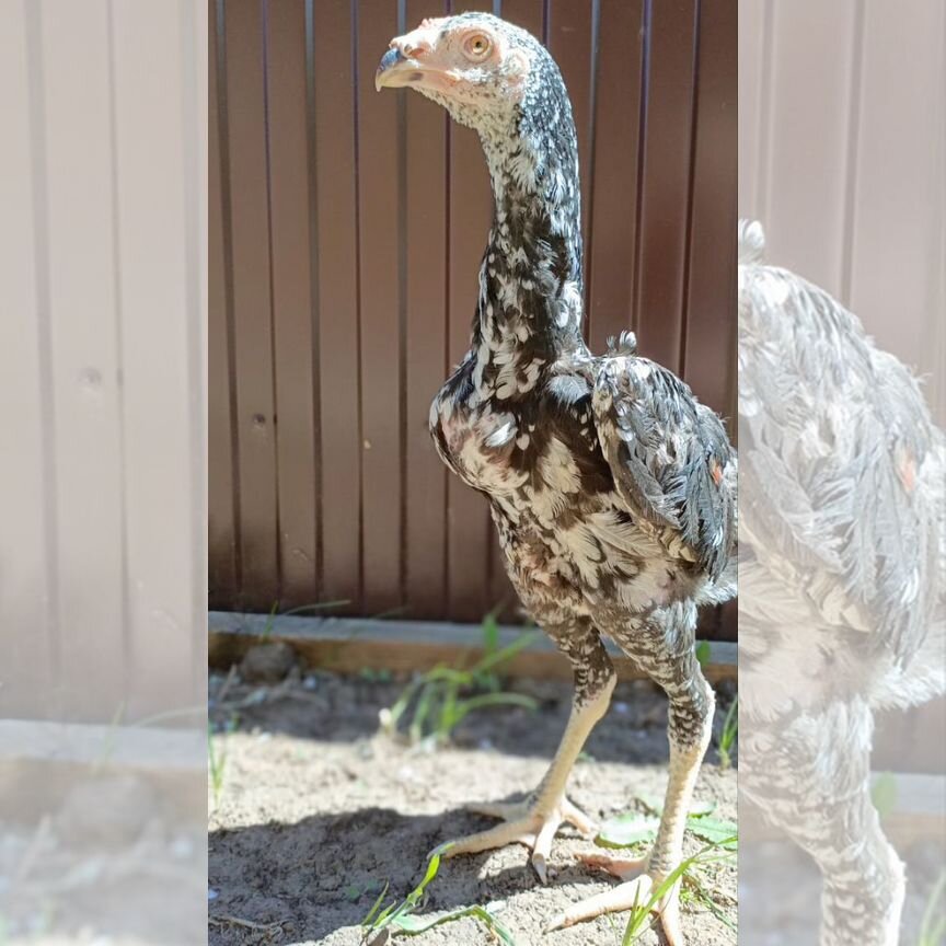 Цыплята О Шамо