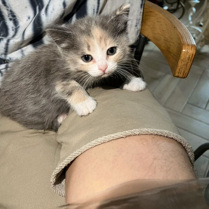 Котенок