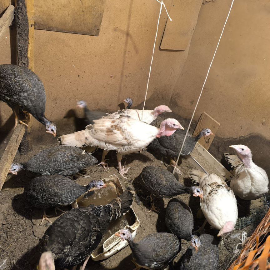 Индюки подростки