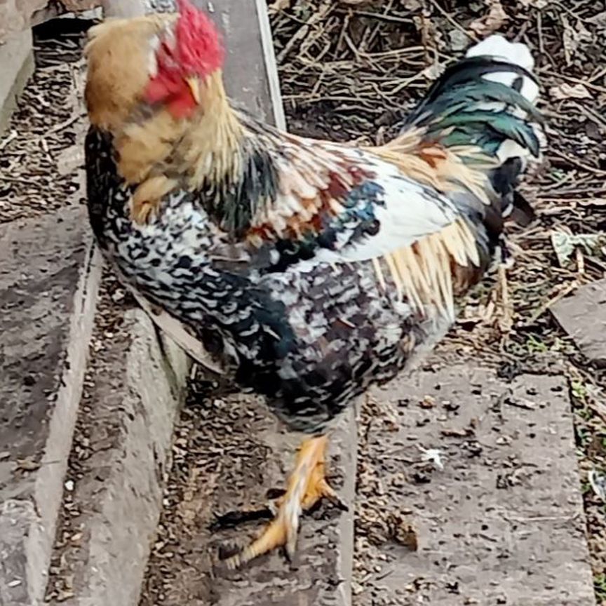 Молодые петушки