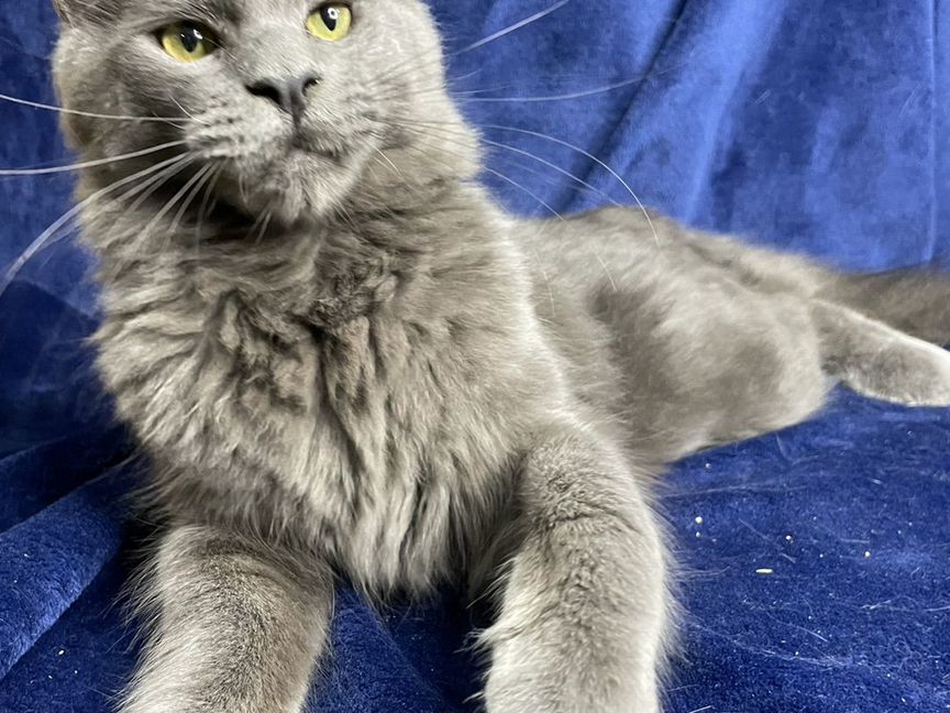 Менй-кун кот