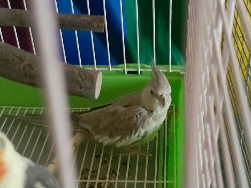 Кореллы щекастый и безщекий